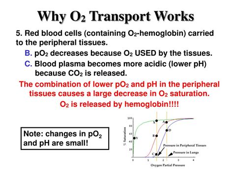 PPT Myoglobin Key Properties PowerPoint Presentation Free Download ID 163988