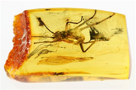 Fossil Walking Stick Phasmatodea In Baltic Amber Rare Inclusion