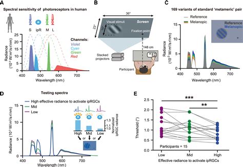 Non Image Forming Photoreceptors Improve Visual Orientation Selectivity And Image Perception Neuron