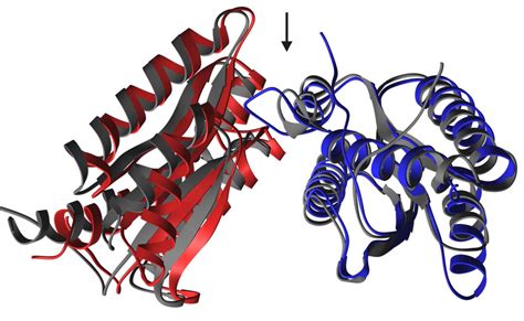 computer generated assembly of the yeast lumazine synthase pentamers in