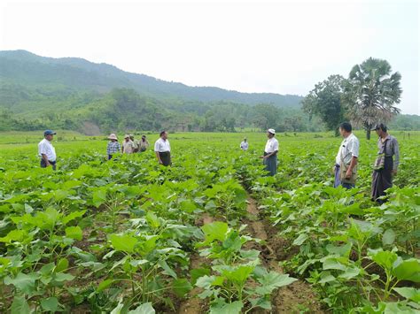 မင်းတုန်းမြို့နယ်တွင် နေကြာမျိုး‌စေ့ထုတ်စိုက်ခင်း အပင်ကြီးထွားရှင်သန်မ
