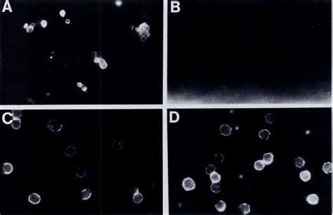 Indirect Immunofluorescence Tests On A Normal Platelets B