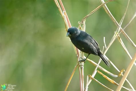 Variable Seedeater M Lifer Small Seed Eating Bird Of Hum… Flickr