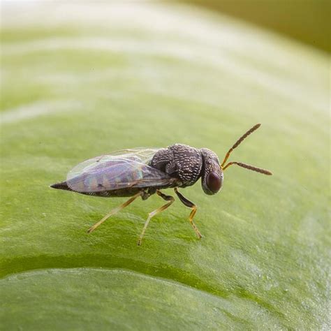 Catopar Koppert Productos