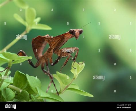 Juvenile Female Dead Leaf Mantis Deroplatys Desiccata Creeping On A Plant As It Hunts Insect
