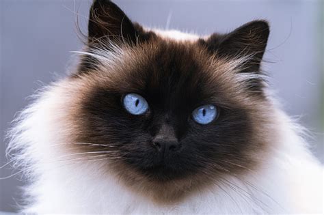 Foto De Retrato De Um Gato Persa Siamês Do Himalaia Com Olhos Azuis E