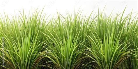 Detailed Of Vetiver Grass Showcasing Intricate Textures And Patterns In