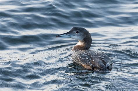 Jill Orme Photography