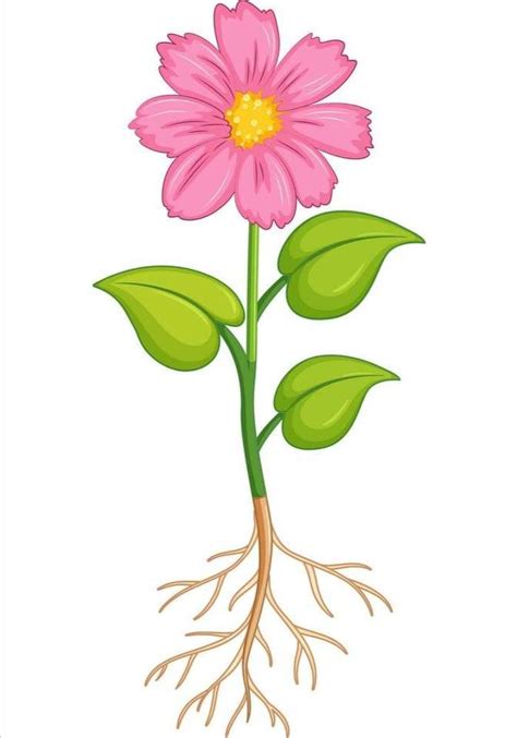 Imágenes De Plantas Para Niños Comprar Plantas Para Nacimientos