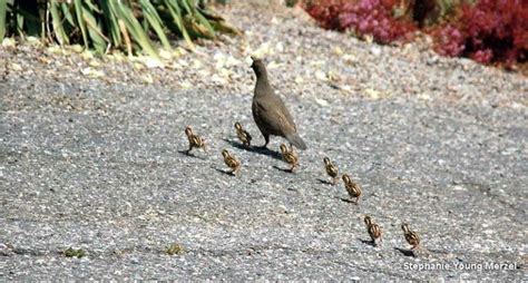 Female Quail Identification Facts Lifecycle And More