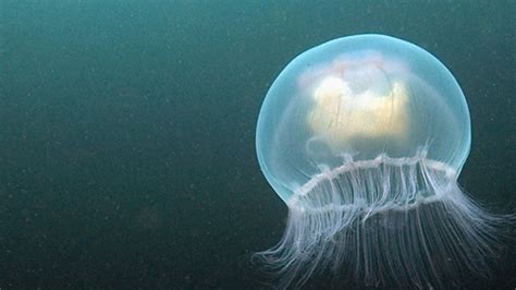Watch Divers And Photographers Capture Video Of Shockingly Giant