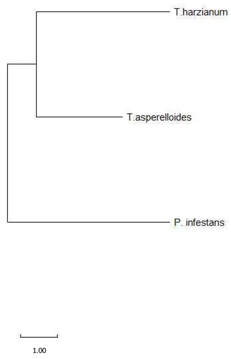 Development And Evaluation Of A Trichoderma Based Bioformulation For Enhancing Sustainable