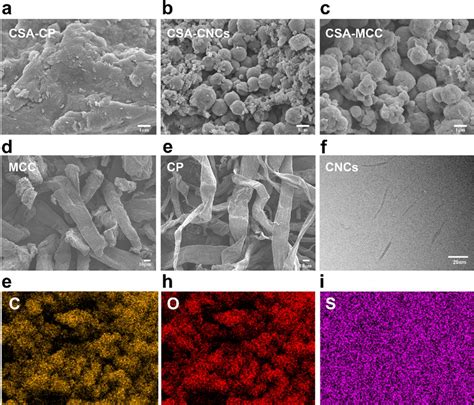 Sem Characterization Of Csa Cp A Csa Cncs B Csa Mcc C Mcc D