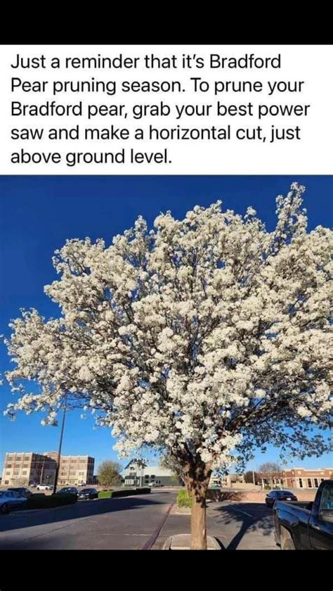 Pruning Tips Rarborists