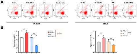 down regulation of ezh2 genes targeting runx3 affects proliferation