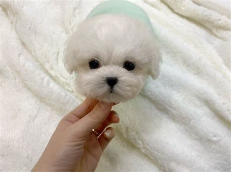 미니비숑키우기 미니비숑분양 19만 토이몽에서 알아봐요 네이버 블로그