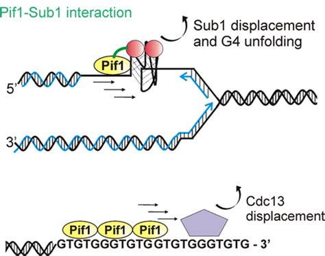 Pif Helicase Mediates Remodeling Of Protein Nucleic Acid Complexes By Promoting Dissociation Of