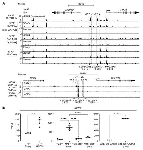 Jci Pathogenic Human Variant That Dislocates Gata2 Zinc Fingers
