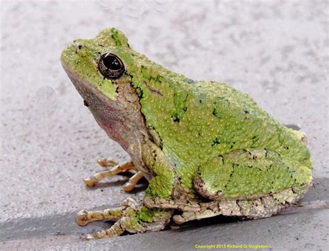 Toad Ideas For Your Dr Wiki Harry Potter World Shifting Amino