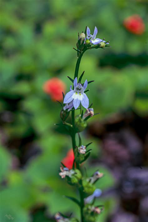 Lobelia Inflata Native Gardens Of Blue Hill