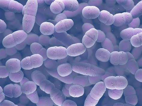 High Glycosuria Environment Allows For Increased Growth Adherence Of