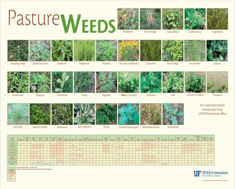 Weeds Plants Identification Chart