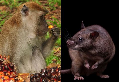 Rat Eating Monkeys Can Be A Natural Pest Control For Oil Palm