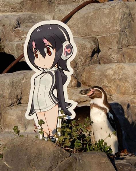Penguin Falls In Love With Cardboard Cutout Placed In His Pen World