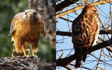 Red Tailed Hawk Vs Coopers Hawk Differences In Identification Tjwfs