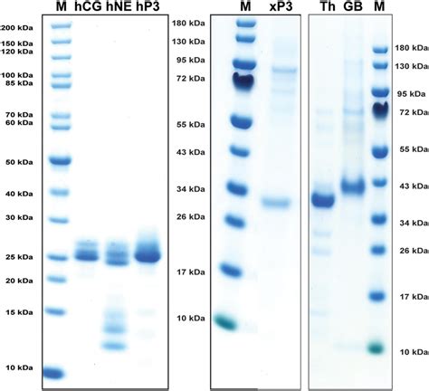 Chromogenic Substrate Assay A K A Panel Of Different Chromogenic Download Scientific