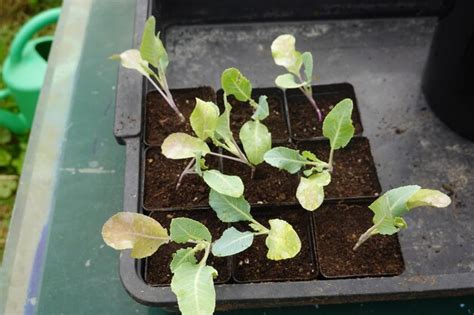 Premium Photo Preparing Cucurbitaceae Seedbed Planting Cauliflower In Pots To Grow In The