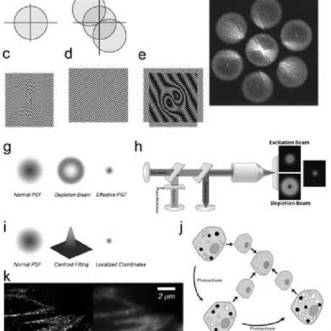 Diffraction Limit On Spatial Resolution Of Light Microscopy A Point Download Scientific