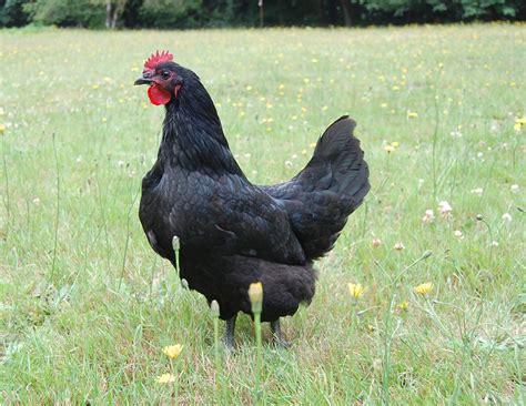 Hoovers Hatchery Black Australorp Chicken