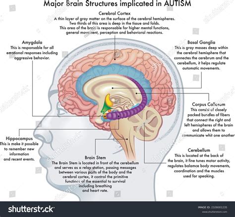 Brain Diagram Showing Amygdala Over 10 Royalty Free Licensable Stock Illustrations And Drawings