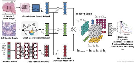 基于可解释多模态深度学习的泛癌症整合组织 基因组分析 pathomic fusion an integrated framework for