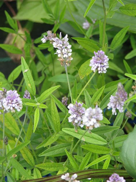 Orbexilum Pedunculatum Picturethis