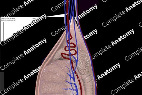 Testicular Artery Complete Anatomy