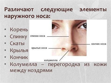 Клиническая анатомия и физиология носа и придаточных пазух ...