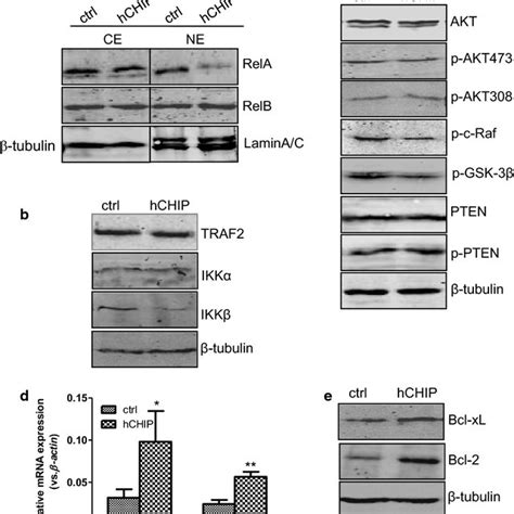Chip Inhibited The Canonical Nf κb Activity A The Protein Expression Download Scientific