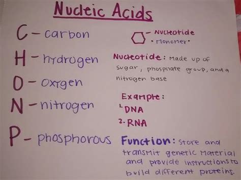 Nucleic Acids Flashcards Quizlet At Alonzo Christensen Blog