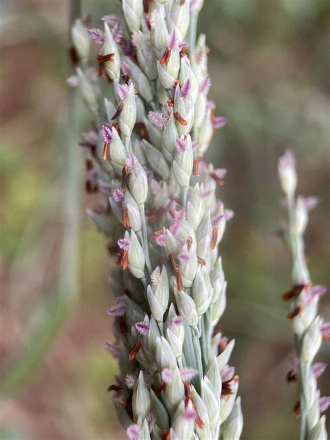 Bitter Panicgrass From Hilton Head Island Hilton Head Island Sc Us