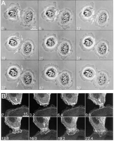 Figure 1 From Spatio Temporal Regulation Of Rac1 Localization And Lamellipodia Dynamics During