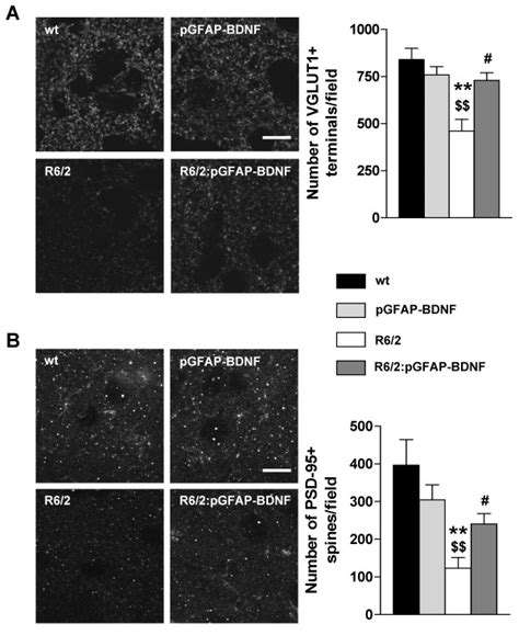 Preservation Of Cortico Striatal Connectivity In R62pgfap Bdnf Mice Download Scientific