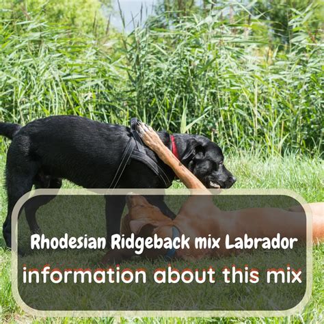 Rhodesian Ridgeback Mix Labrador Guide Labrajoy