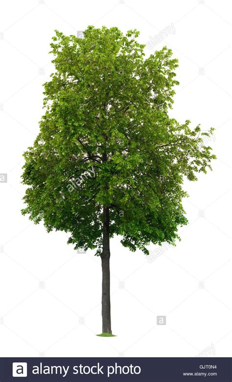 Leaf Isolated Tree Stock Photo Alamy