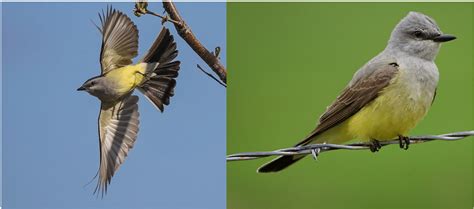 20 Birds That Are Yellow In Kansas Id Guide Bird Watching Hq