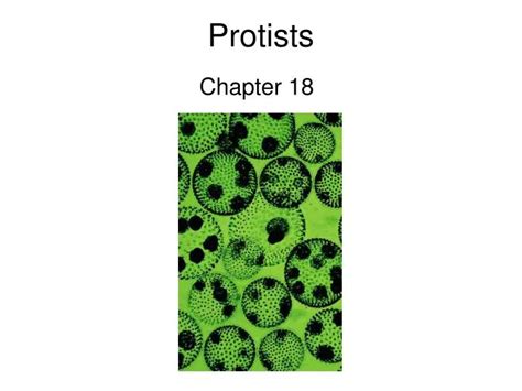 Ppt Protists Powerpoint Presentation Free Download Id 443032