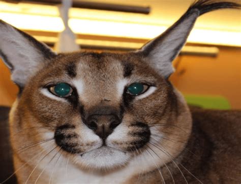 Floppa Friday R Floppa