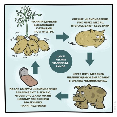 Чилик Смешные комиксы веб комиксы с юмором и их переводы смешные картинки и другие