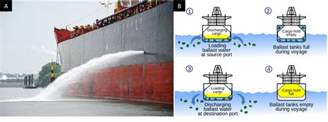 Mitigating Microplastic Pollution Through Ballast Water Treatment
